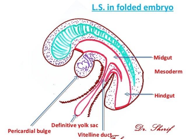 Development of Midgut (Special Embryology)