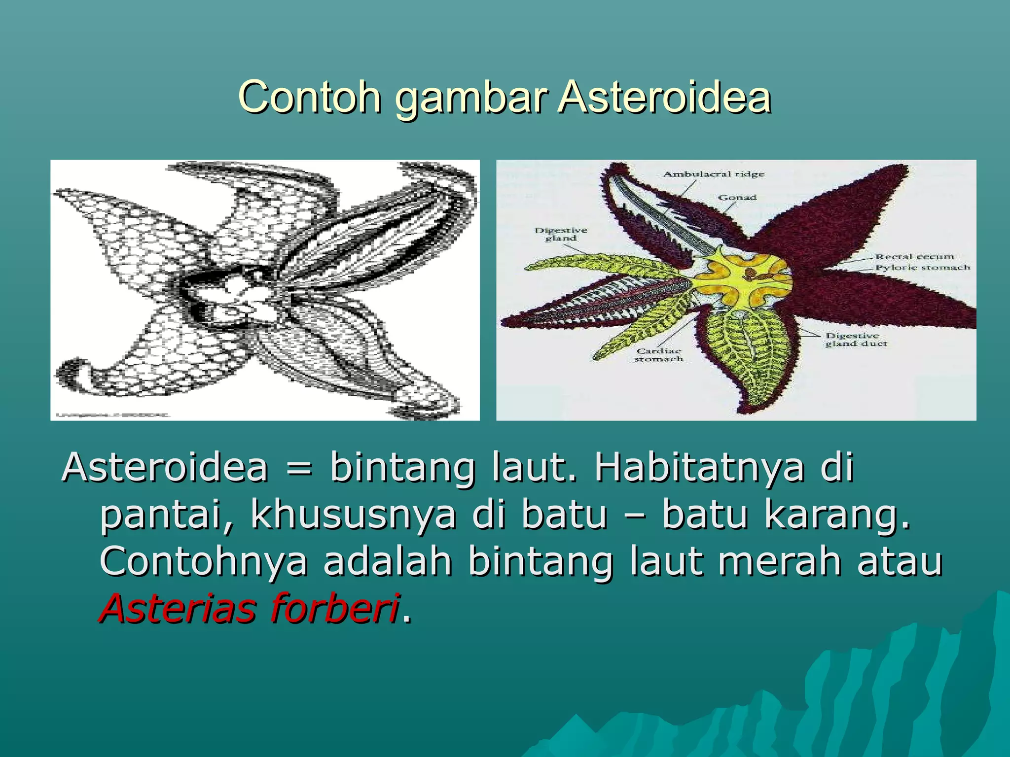 echinodermata.ppt