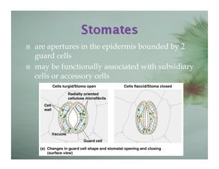 Lesson 8 bio101 (c)Dr. Evangelista | PPT