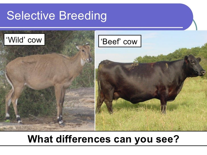 8.evolution and genetic engineering
