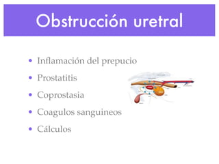 8.examen vias urinarias | KEY
