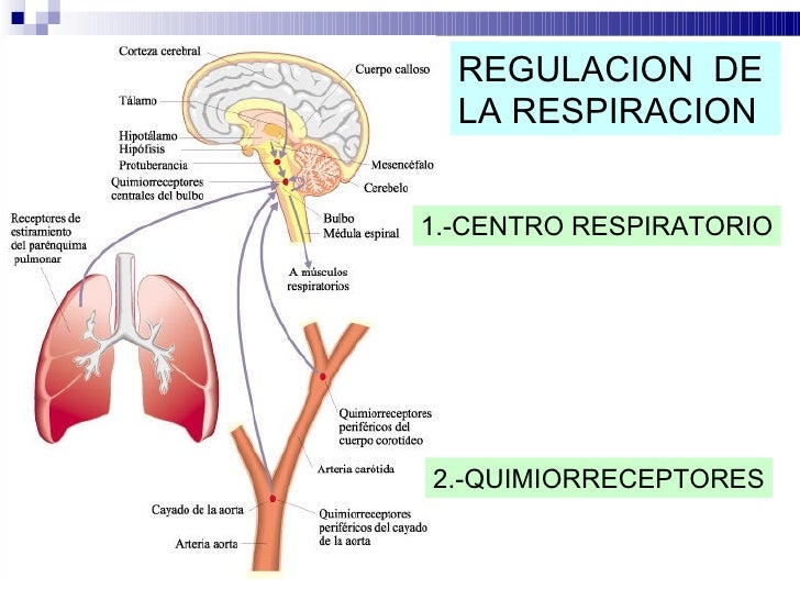 8 Fisiolog Respirat Ii