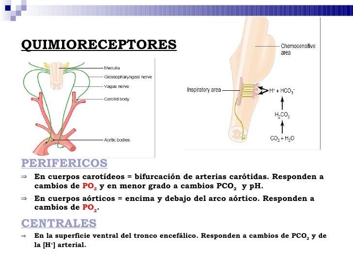 8 Fisiolog Respirat Ii