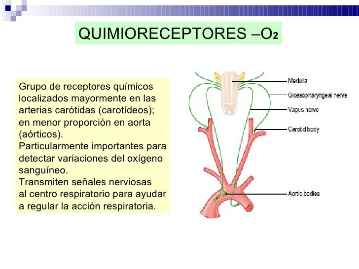 8 Fisiolog Respirat Ii