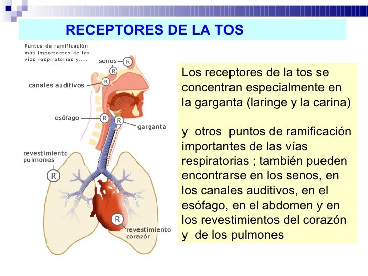 8 Fisiolog Respirat Ii