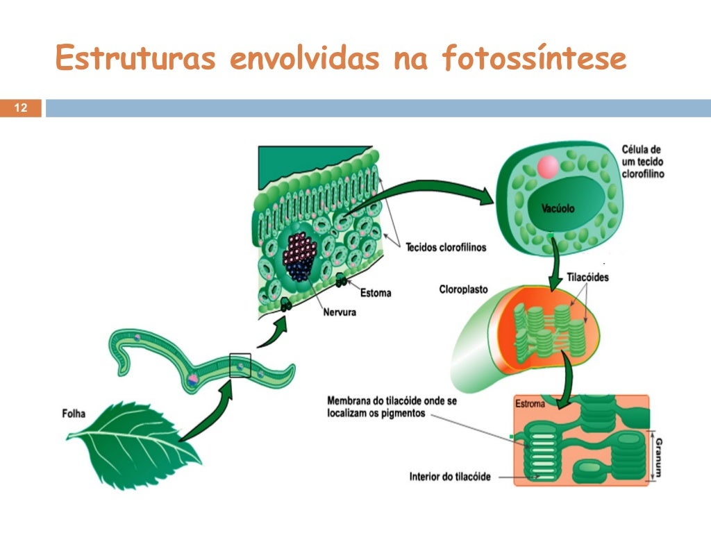 8 fotossíntese e quimiossíntese