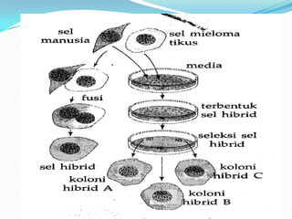 8 fusi sel | PPT