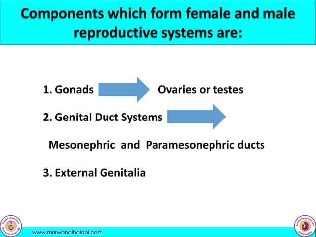 Genital system anomalies (2) | PDF | Infertility | Reproductive Health