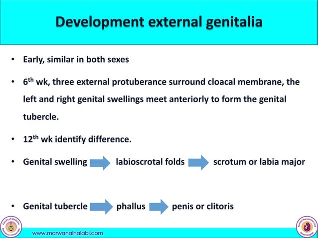 Genital system anomalies (2) | PDF | Infertility | Reproductive Health