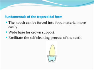 Geometries of Crown Outlines | PPT