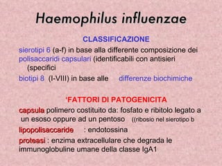 8. haemophilus | PPT