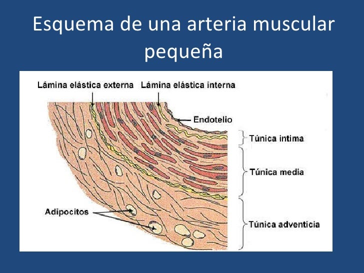 8 Histologia Del Sist Circulatorio