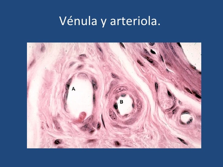 8 Histologia Del Sist Circulatorio