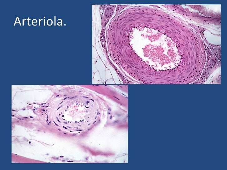 8 Histologia Del Sist Circulatorio