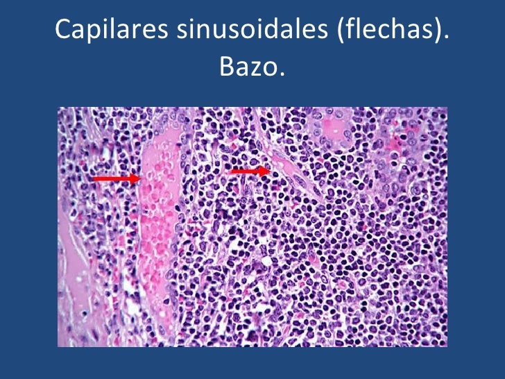 8 Histologia Del Sist Circulatorio