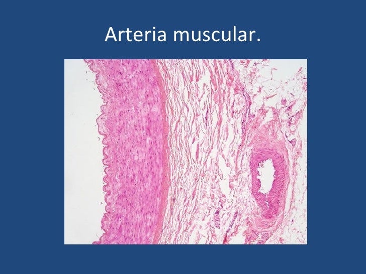 8 Histologia Del Sist Circulatorio
