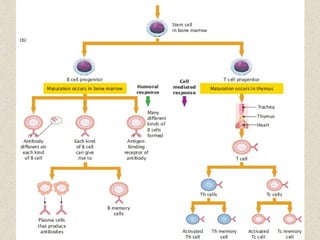 8 - Immunity: Defence Against Disease | PPT
