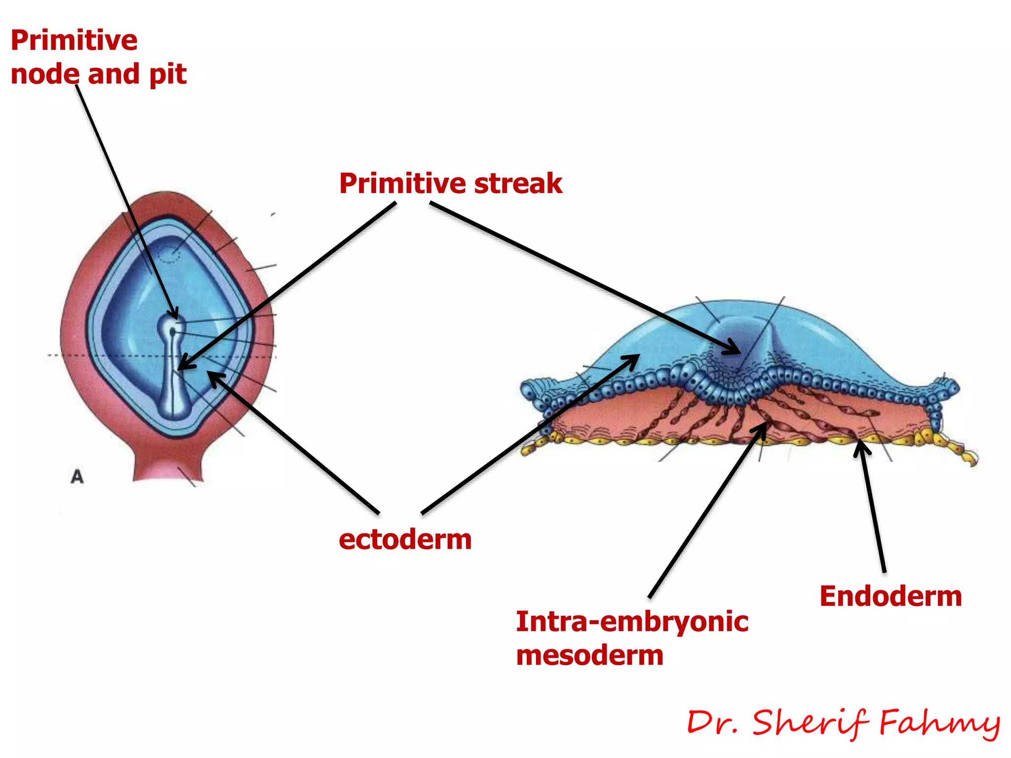 Intra-Embryonic Mesoderm (General Embryology) | PPSX