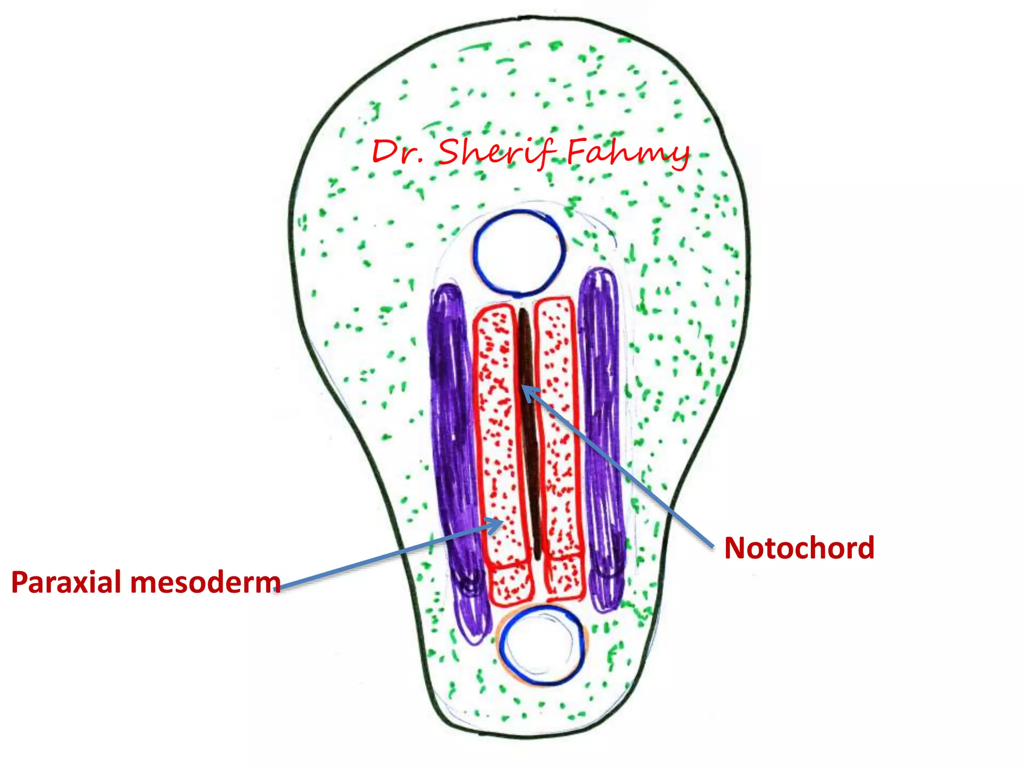 Intra-Embryonic Mesoderm (General Embryology) | PPSX | Biological ...