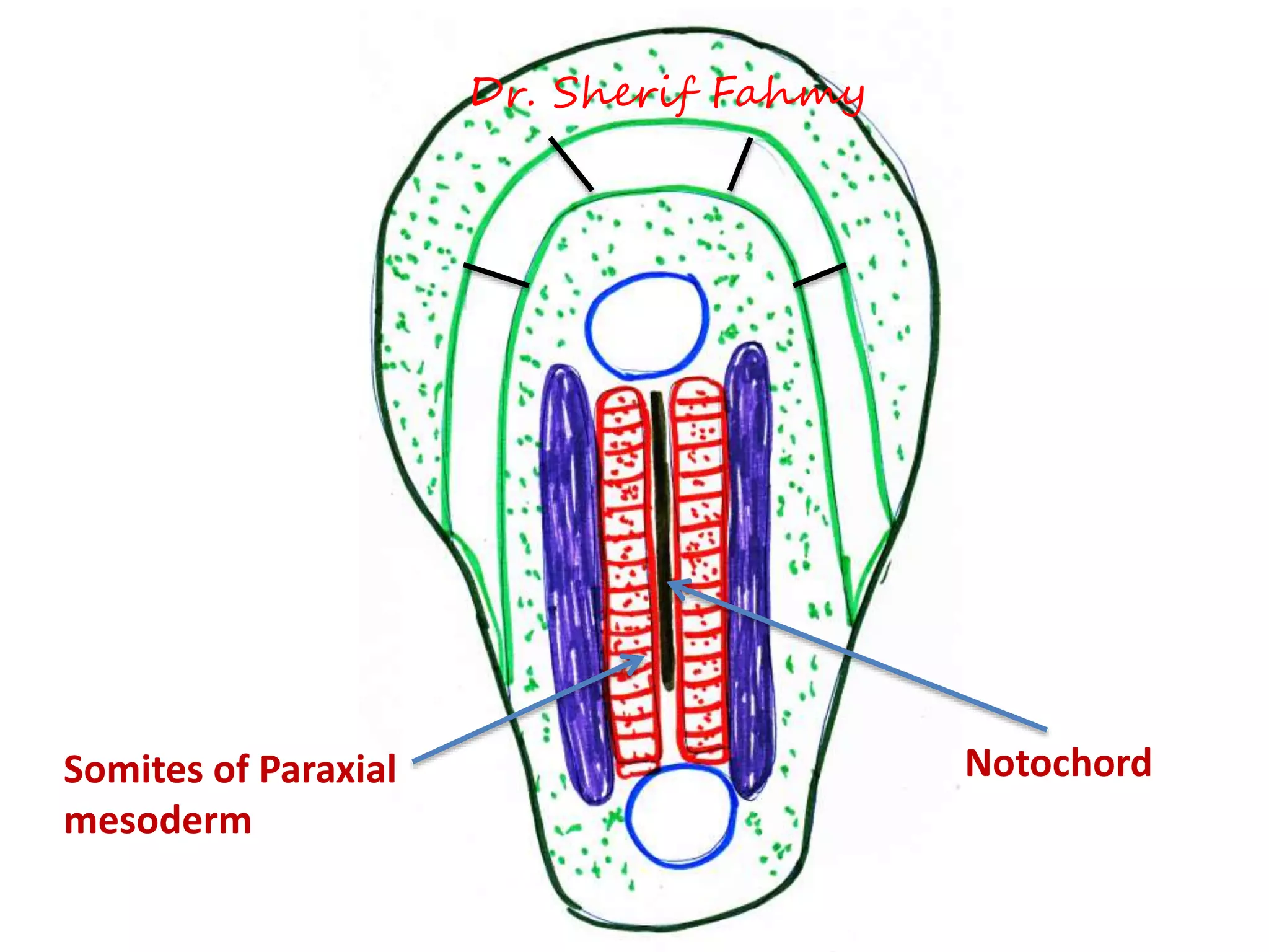 Intra-Embryonic Mesoderm (General Embryology) | PPSX