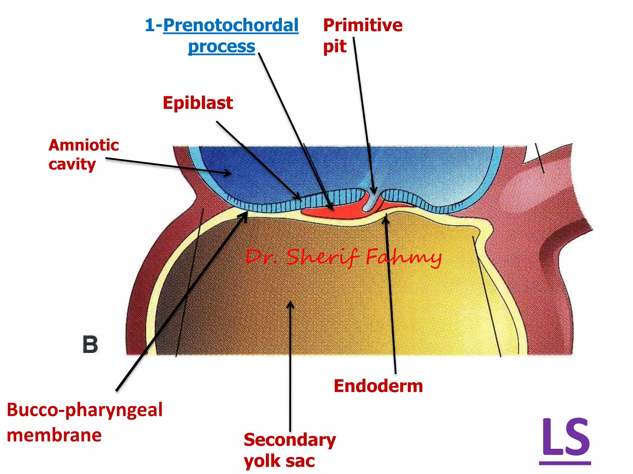Intra-Embryonic Mesoderm (General Embryology) | PPSX