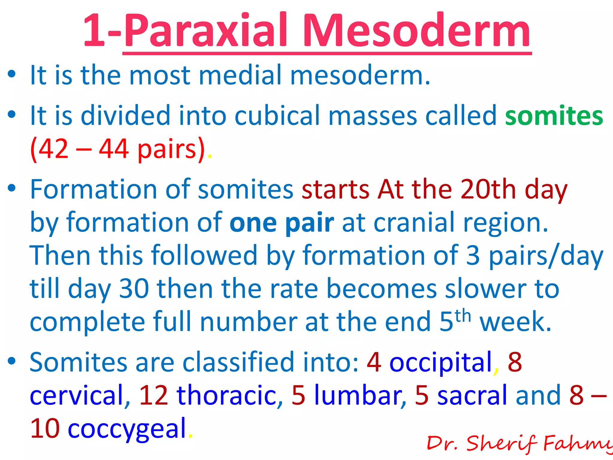 Intra-Embryonic Mesoderm (General Embryology) | PPSX