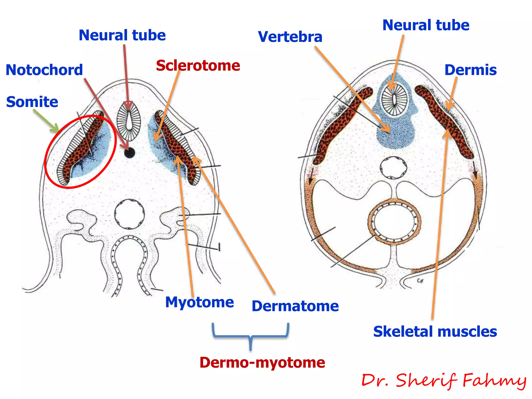 Intra-Embryonic Mesoderm (General Embryology) | PPSX