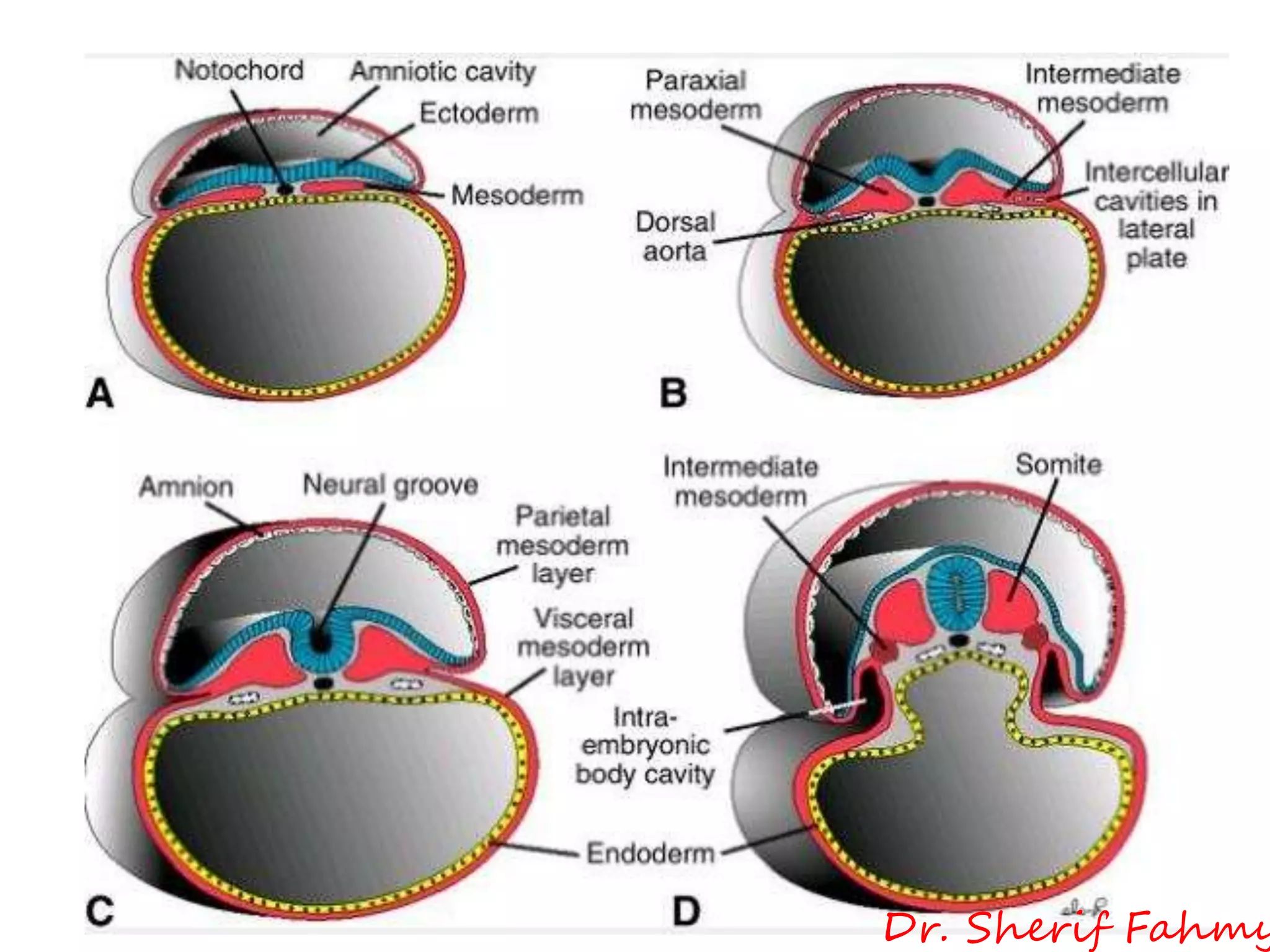 Intra-Embryonic Mesoderm (General Embryology) | PPSX