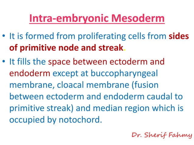 Intra-Embryonic Mesoderm (General Embryology) | PPSX | Biological Sciences | Science