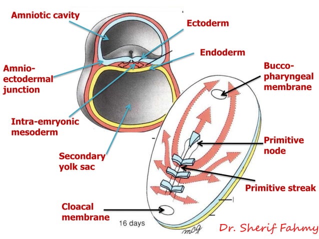 Intra-Embryonic Mesoderm (General Embryology) | PPSX | Biological ...
