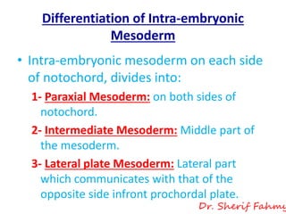 Intra-Embryonic Mesoderm (General Embryology) | PPSX