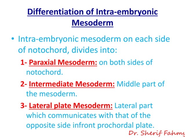 Intra-Embryonic Mesoderm (General Embryology) | PPT
