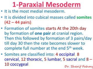 Intra-Embryonic Mesoderm (General Embryology) | PPSX
