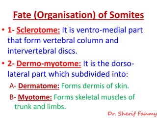 Intra-Embryonic Mesoderm (General Embryology) | PPSX