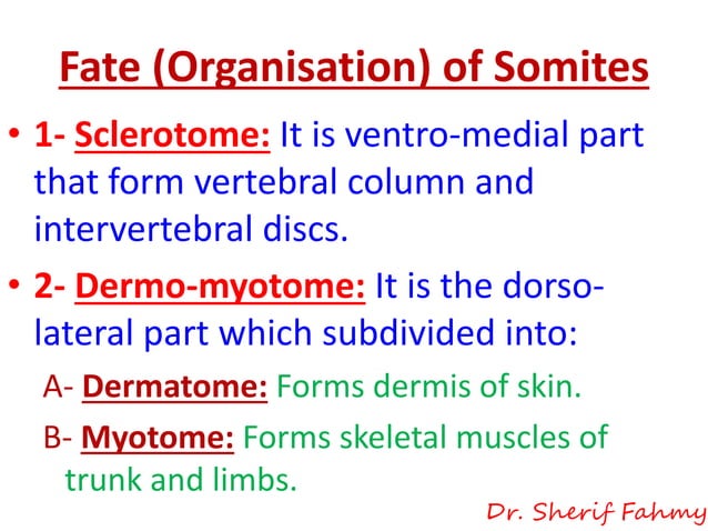 Intra-Embryonic Mesoderm (General Embryology) | PPSX | Biological ...