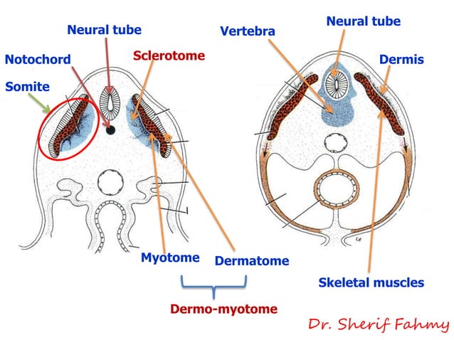 Intra-Embryonic Mesoderm (General Embryology) | PPSX | Biological ...