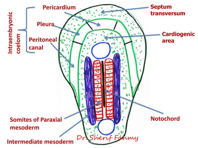 Intra-Embryonic Mesoderm (General Embryology) | PPSX | Biological ...