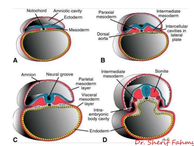 Intra-Embryonic Mesoderm (General Embryology) | PPSX | Biological ...