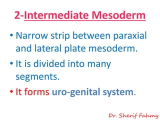 Mesoderm Embryology