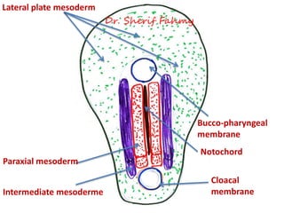 Mesoderm Embryology