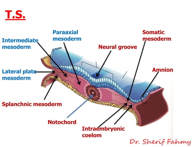 Intra-Embryonic Mesoderm (General Embryology)