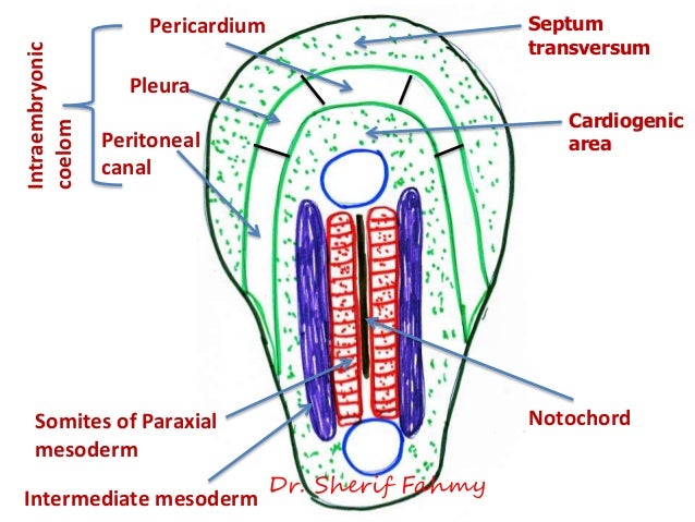 Intra-Embryonic Mesoderm (General Embryology)