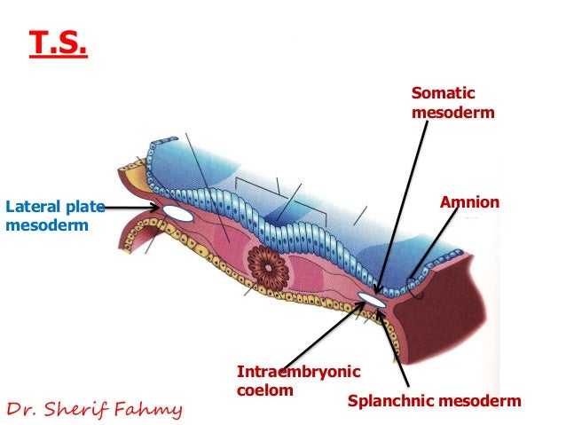 Intra-Embryonic Mesoderm (General Embryology)