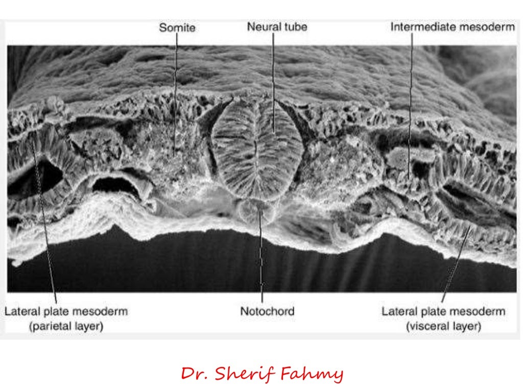Intra-Embryonic Mesoderm (General Embryology)