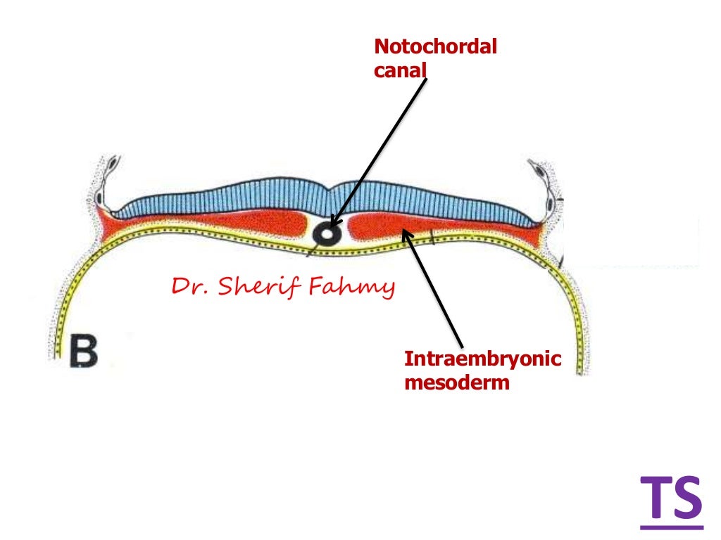 Intra-Embryonic Mesoderm (General Embryology)