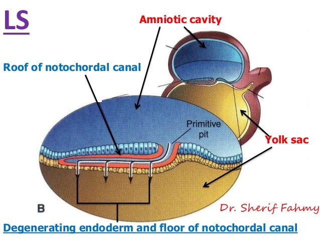 Intra-Embryonic Mesoderm (General Embryology)