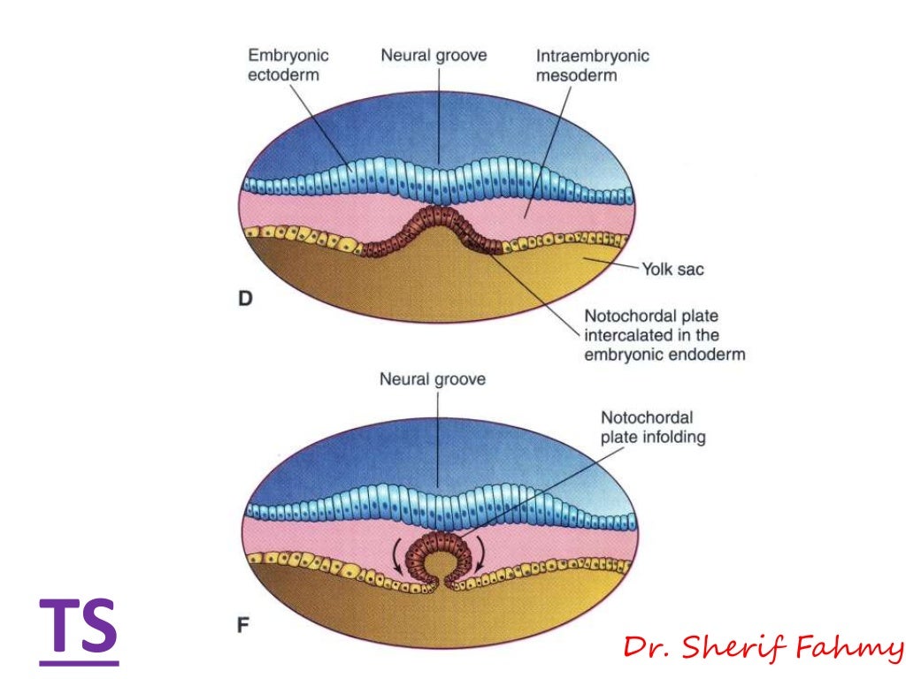 Intra-Embryonic Mesoderm (General Embryology)