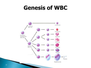 8- L3 White Blood Cells.pptx