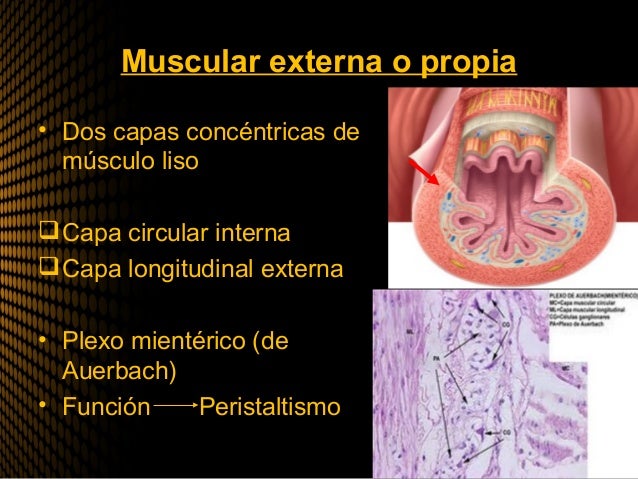 Histología y embriología del Sistema Digestivo
