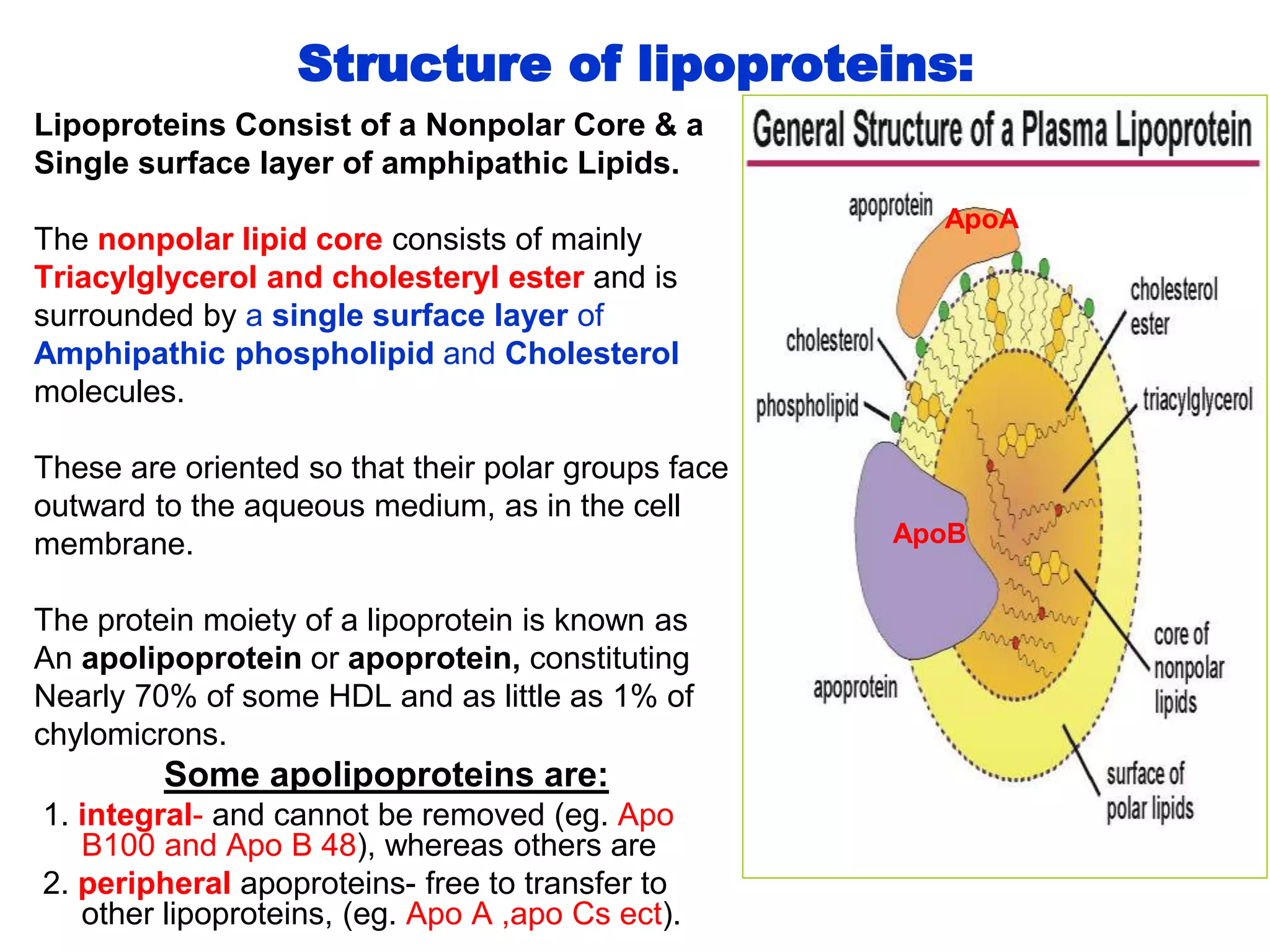 8-LIPOPROTEIN METABOLISM.ppt